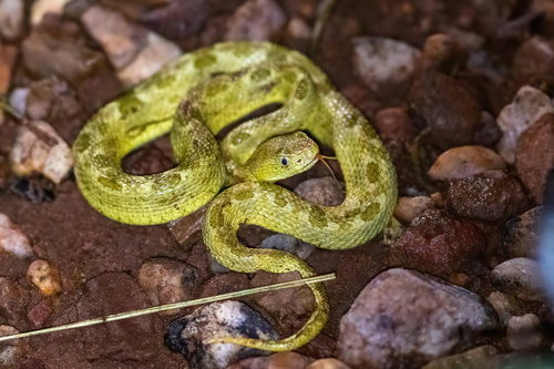 Mato Grosso Lancehead (Bothrops mattogrossensis) - Snakes and Lizards