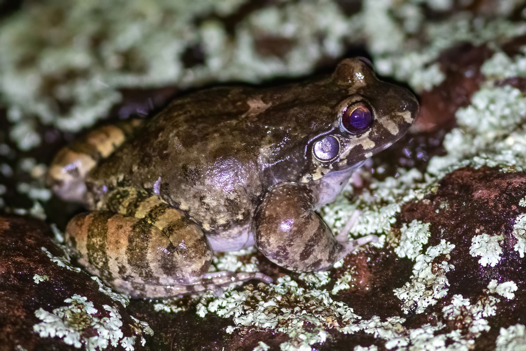 Basin White-lipped Frog in January 2024 by John Sullivan · iNaturalist