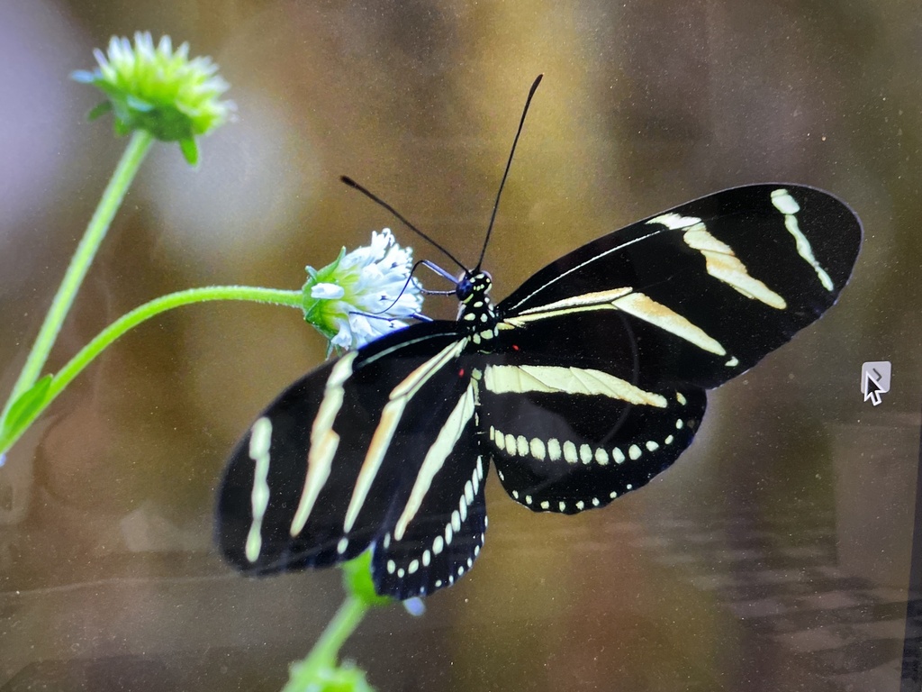 Zebra Longwing from NW 39th Way, Gainesville, FL, US on July 24, 2014 ...