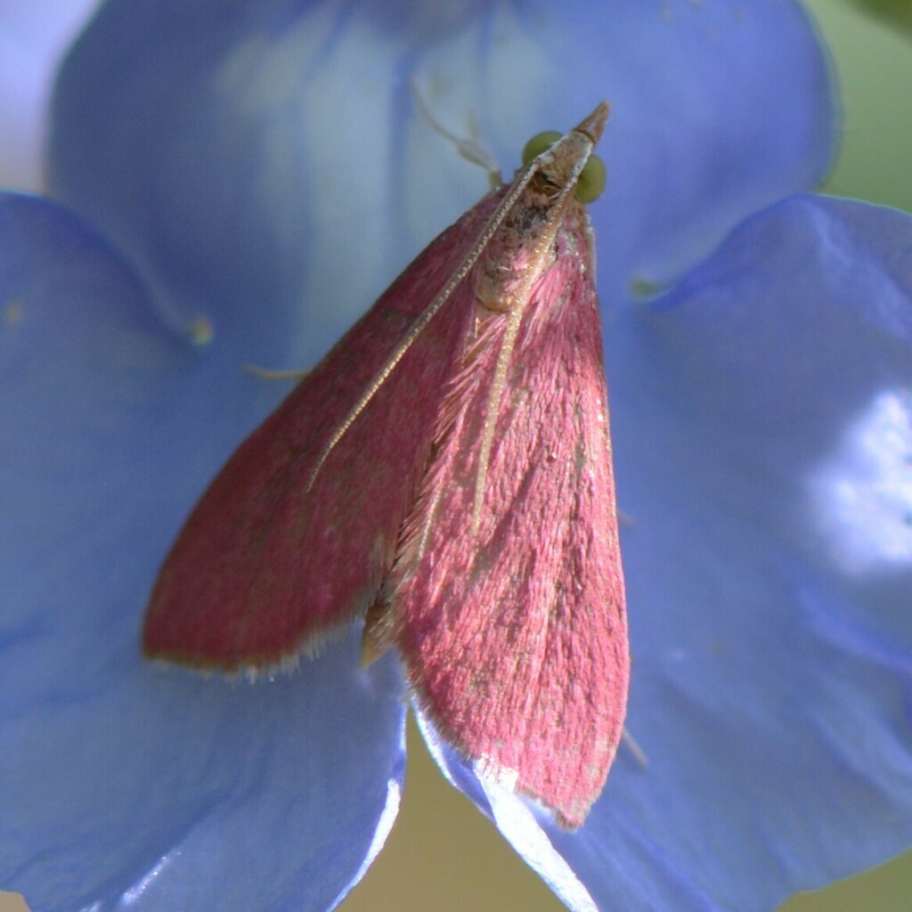 Inornate Pyrausta Moth in August 2023 by thewxmoth. On blue sage, which ...