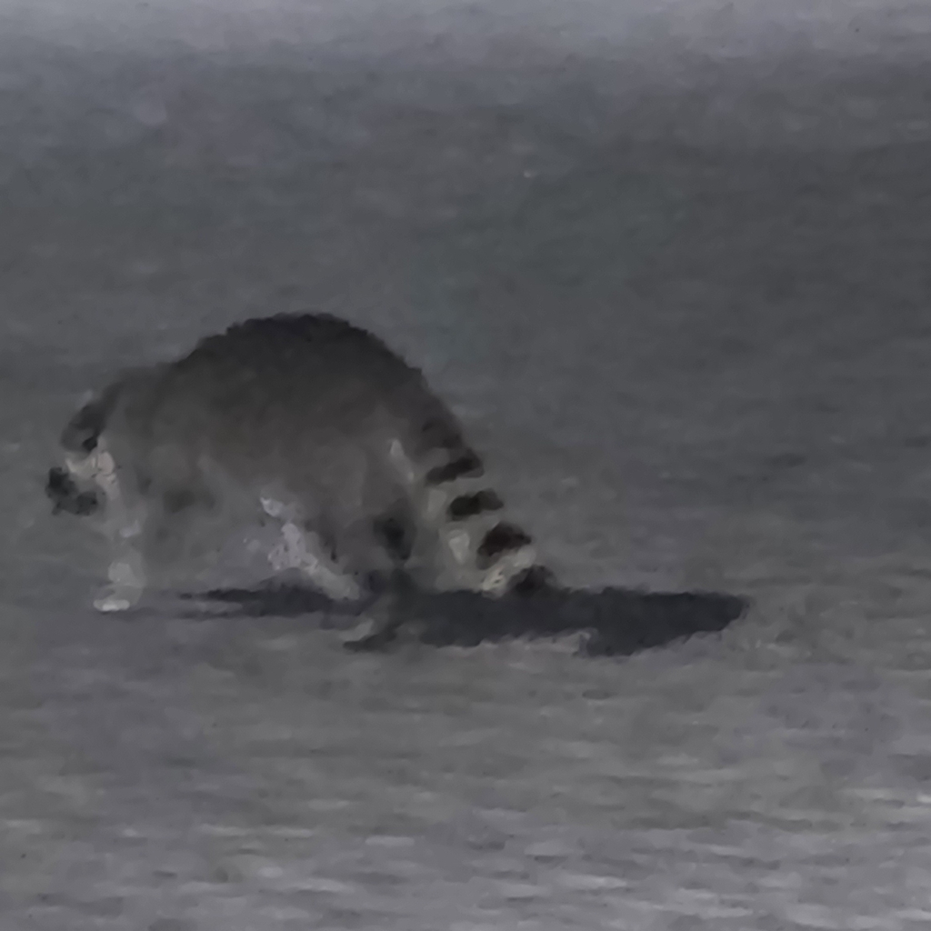 Common Raccoon from Orange Beach, AL, USA on February 8, 2024 at 07:30 ...