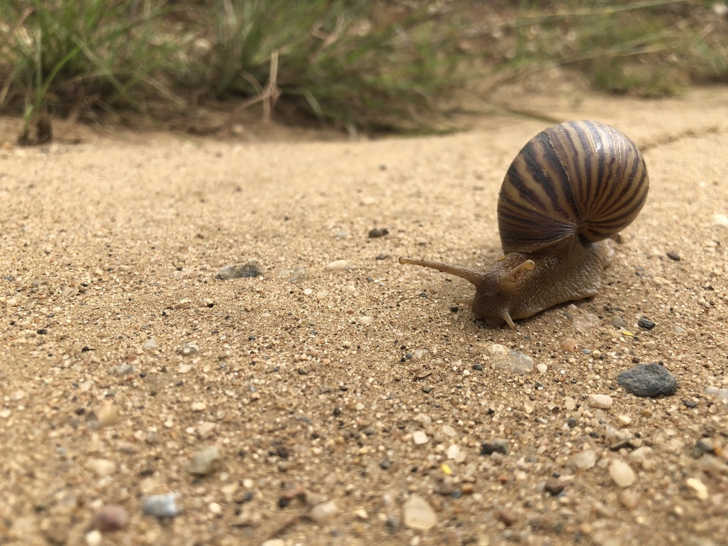 Achatinini from Gemstone Street, Centurion, GP, ZA on February 2, 2024 ...