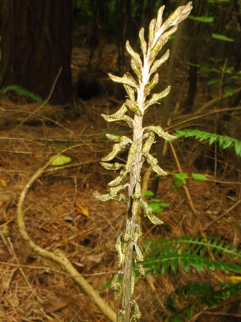 Gastrodia molloyi from Glenleith, Dunedin 9010, New Zealand on February ...