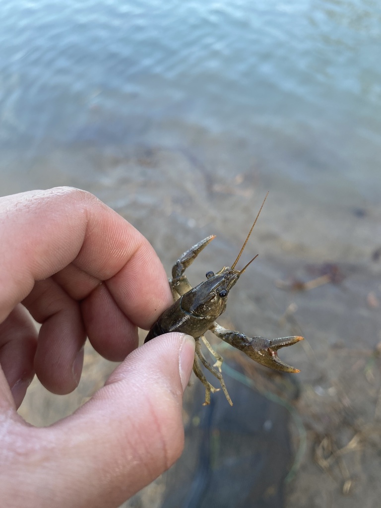 Allegheny Crayfish from Genesee River, Houghton, NY, US on February 9 ...