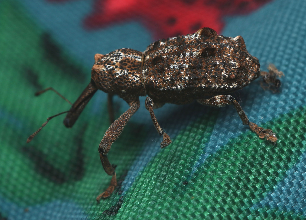 Elephant Weevil in January 2024 by juliegraham173 · iNaturalist