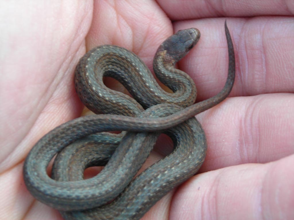 Northern Redbelly Snake from Babcock, WI, USA on July 13, 2008 at 07:20 ...