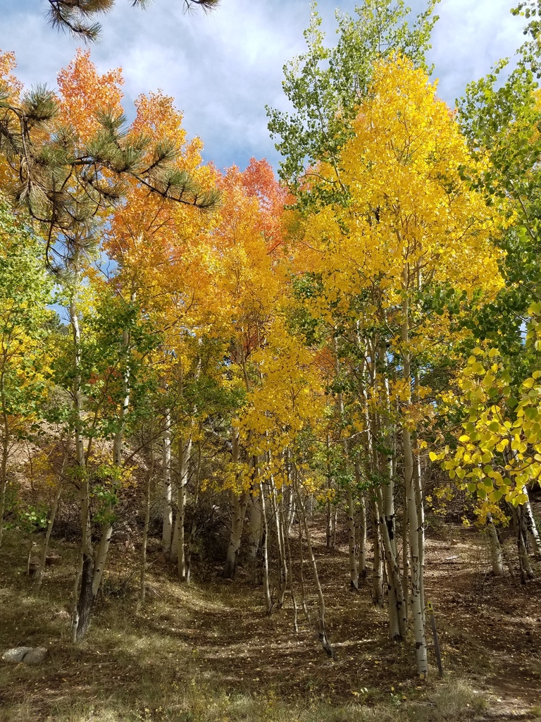 trembling aspen from Victor, Teller County, CO, USA on September 19 ...