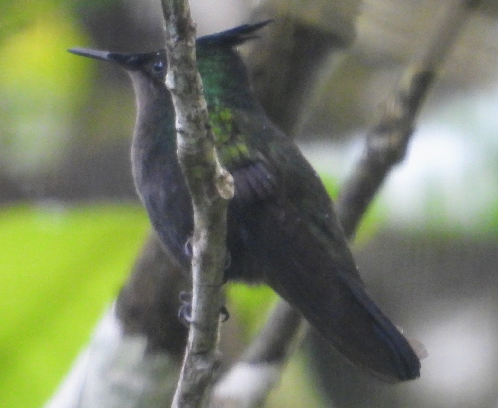 Antillean Crested Hummingbird from Soufriere, St Lucia on January 16 ...