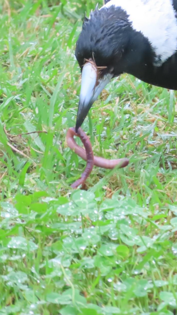 Common Earthworm from Coomba Park NSW 2428, Australia on January 22 ...