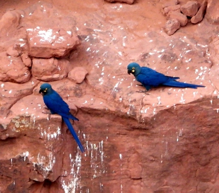 Indigo Macaw in November 2002 by Dr David Doolittle · iNaturalist