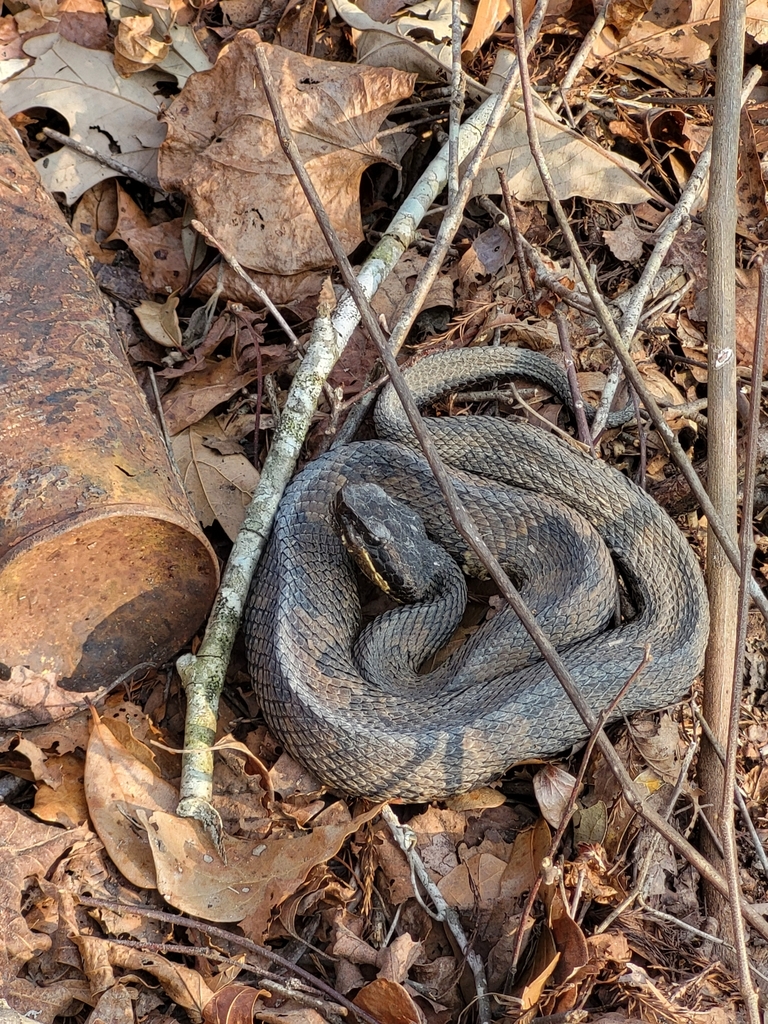 Northern Cottonmouth in February 2024 by vadams · iNaturalist