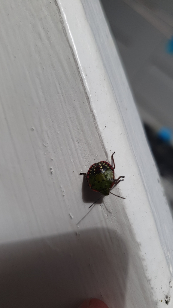 Southern Green Stink Bug from Wellington on February 10, 2024 at 12:00 ...
