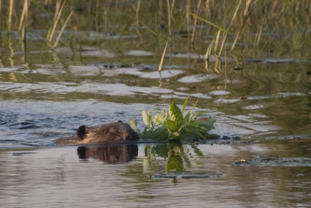 American Beaver from Sandhill State Wildlife Area, 1715 County Hwy X ...