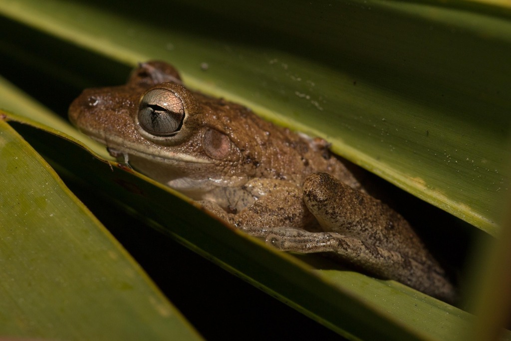 Cuban Tree Frog in February 2024 by Logan Crees · iNaturalist
