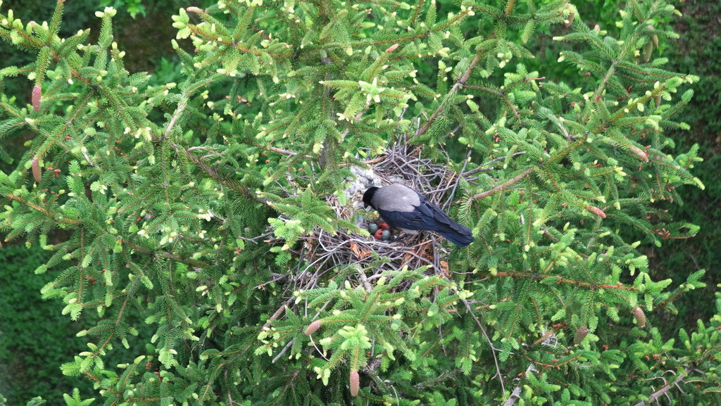 Hooded Crow from İstanbul, Türkiye on May 23, 2020 at 07:57 AM by Cem ...