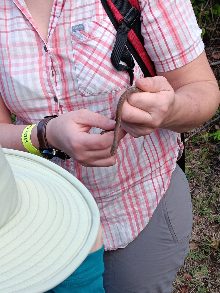 Cuban Racer from Santa Cruz del Norte, CU-MQ, CU on February 8, 2024 at ...