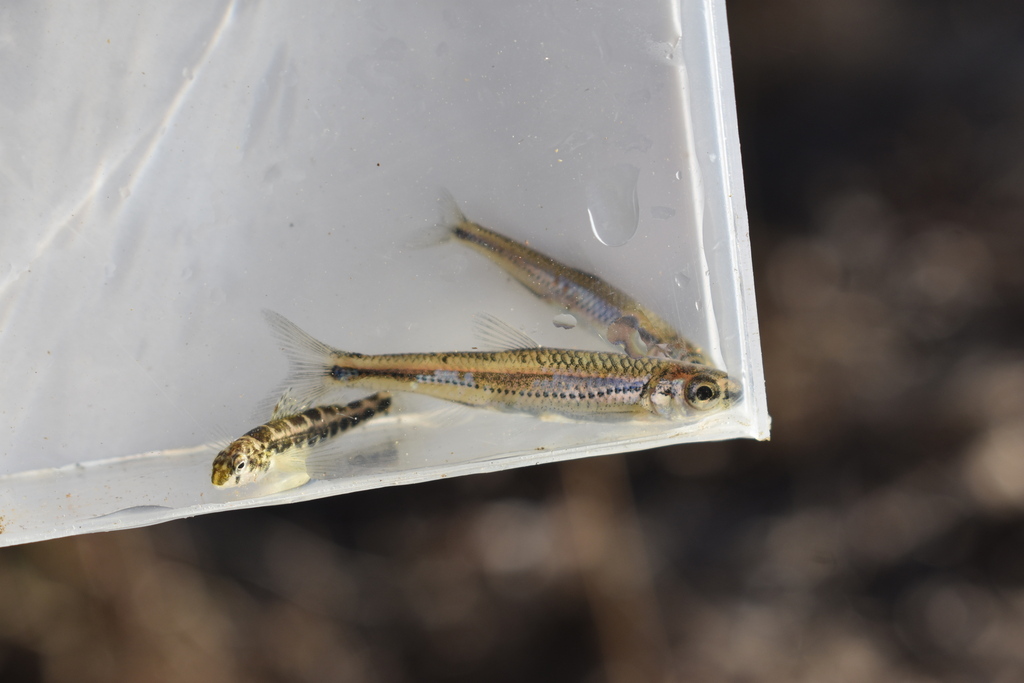 Tennessee Shiner from Grundy County, TN, USA on February 5, 2024 at 04: ...
