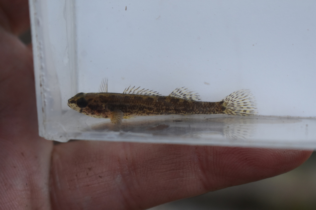 Coldwater Darter in February 2024 by Jared Gorrell · iNaturalist