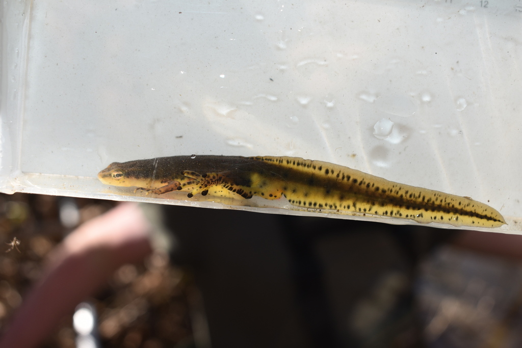 Eastern Newt from Polk County, TN, USA on February 6, 2024 at 02:06 PM ...