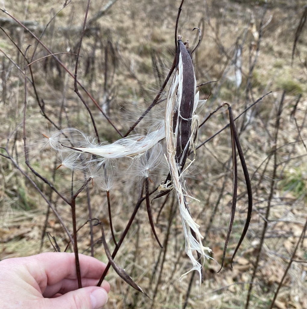 hemp dogbane from WVU Core Arboretum, Morgantown, WV, US on February 9 ...