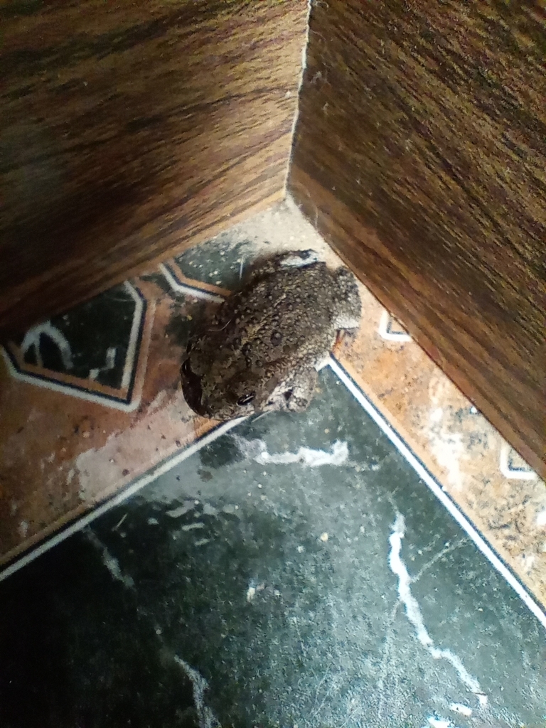 Beaked Toads from Campana, Provincia de Buenos Aires, Argentina on ...