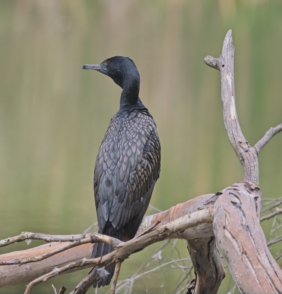 Little Black Cormorant from Yarra Ranges - Dandenongs, Victoria ...