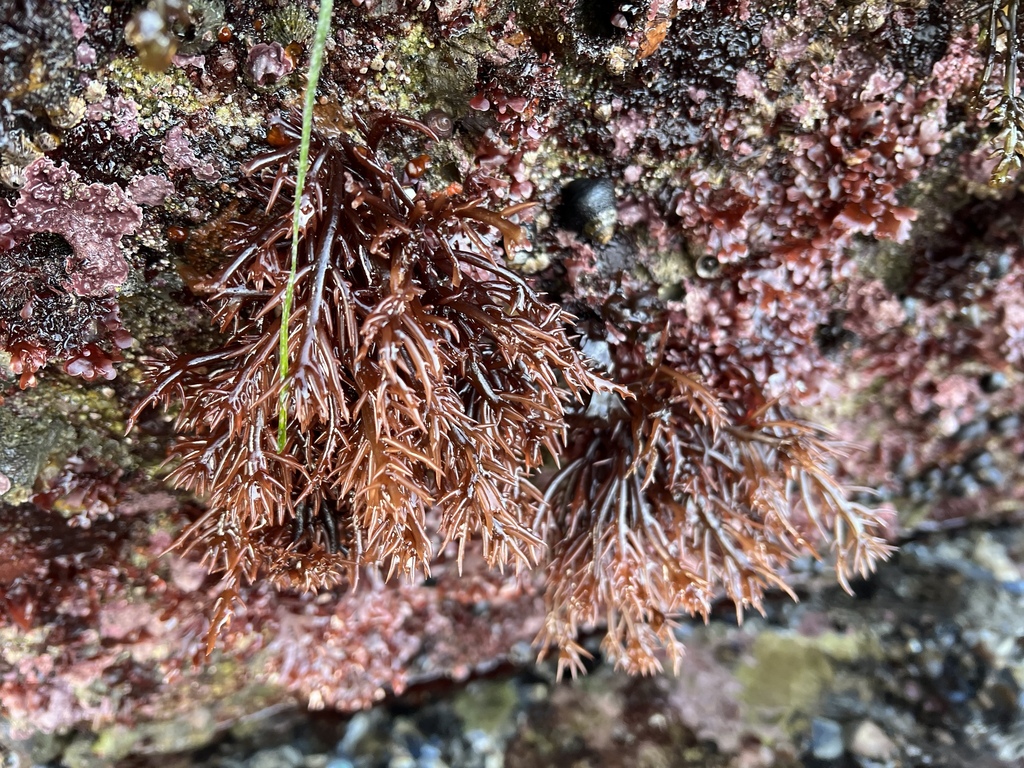 succulent seaweed from Monterey Bay, Pacific Grove, CA, US on February ...