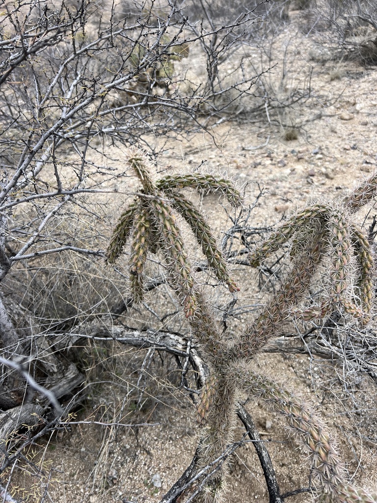 tree cholla from Benson, AZ, US on February 6, 2024 at 11:33 AM by CK ...
