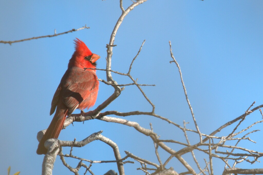 Northern Cardinal from Catalina State Park, 11570 N Oracle Rd, Tucson ...