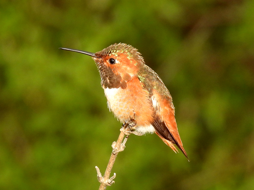 Allen's Hummingbird from Balboa Park, San Diego, CA, USA on February 9 ...
