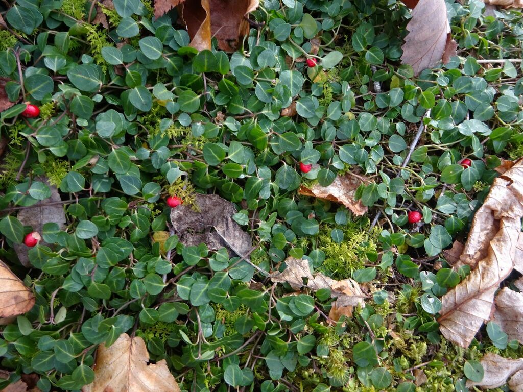 partridgeberry from Baltimore County, MD, USA on February 8, 2024 at 12 ...