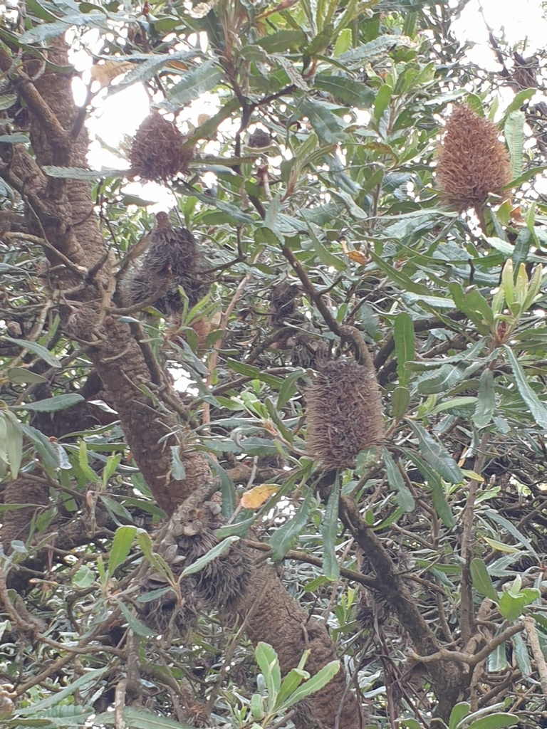 Old man banksia from Marlo VIC 3888, Australia on February 10, 2024 at ...