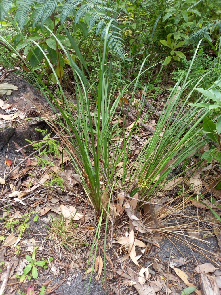 Spiny-headed Mat-rush from Marlo VIC 3888, Australia on February 10 ...