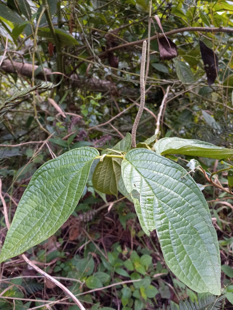 Piper hispidum from Jarabacoa, DO-VE, DO on February 7, 2024 at 05:42 ...
