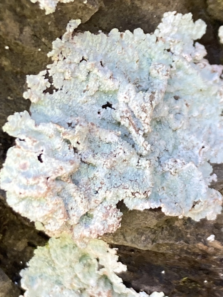 Elf-ear Dust from Oakwood Ave, Troy, NY, US on February 8, 2024 at 12: ...