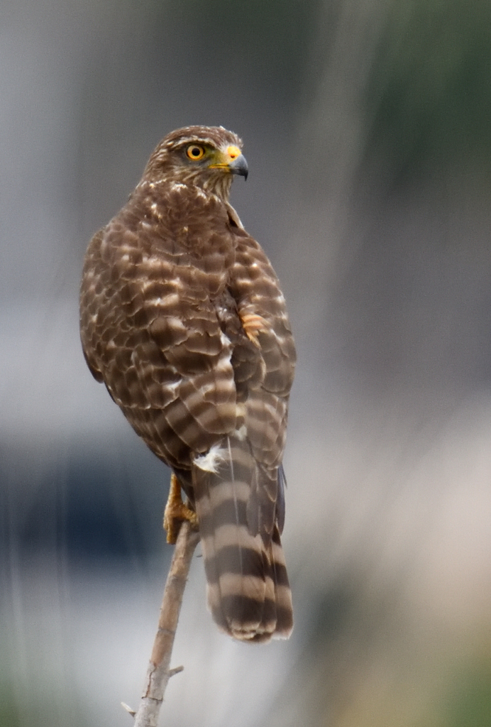 Roadside Hawk from Santiago, N.L., México on February 7, 2024 at 12:35 ...