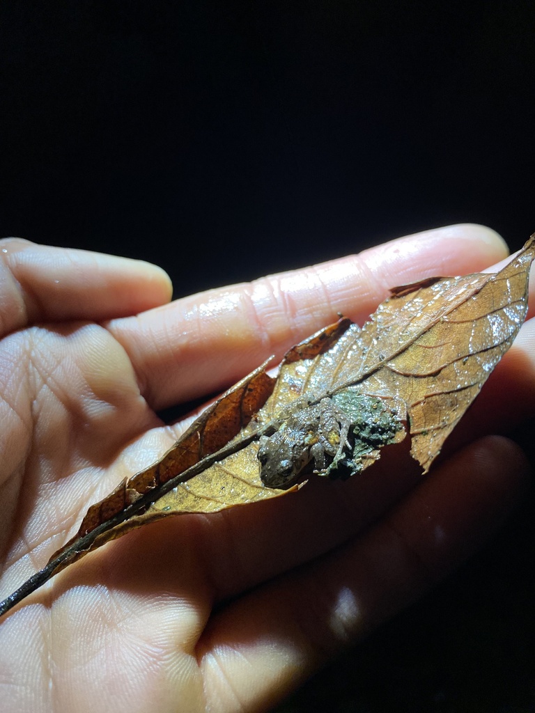 Northern Rainfrogs from Puntarenas, CR on January 14, 2020 at 08:32 PM ...