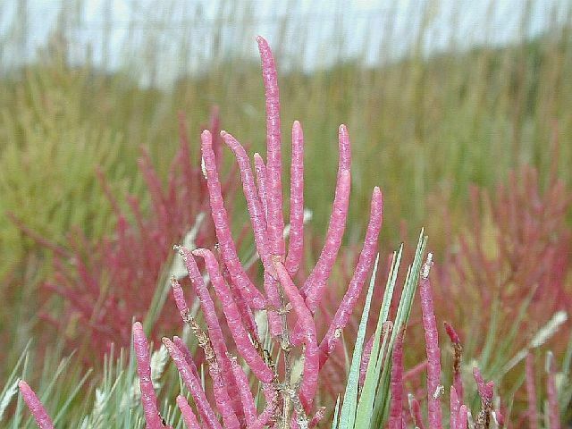 Virginia Glasswort from Broad Channel, Queens, NY, USA on October 9 ...