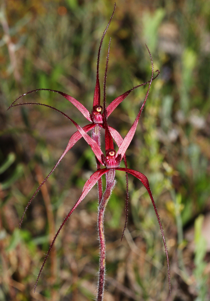 Blood spider orchid in August 2017 by Lachlan Copeland · iNaturalist