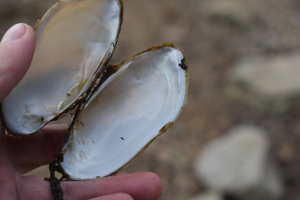 Yellow Sandshell from Colbert County, AL, USA on February 8, 2024 at 09 ...