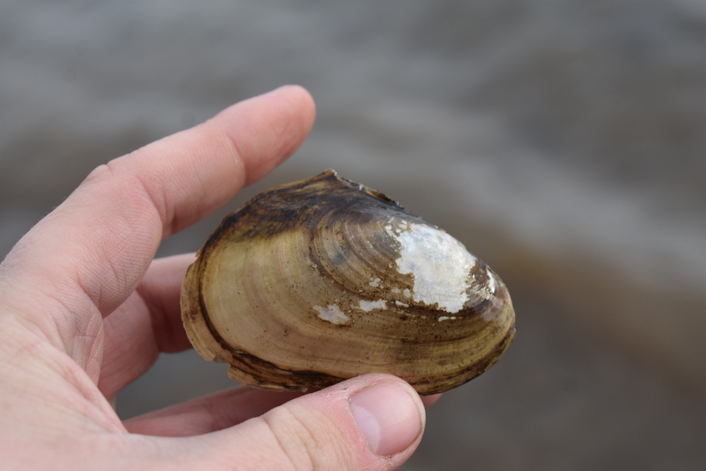 Fragile Papershell from Colbert County, AL, USA on February 8, 2024 at ...