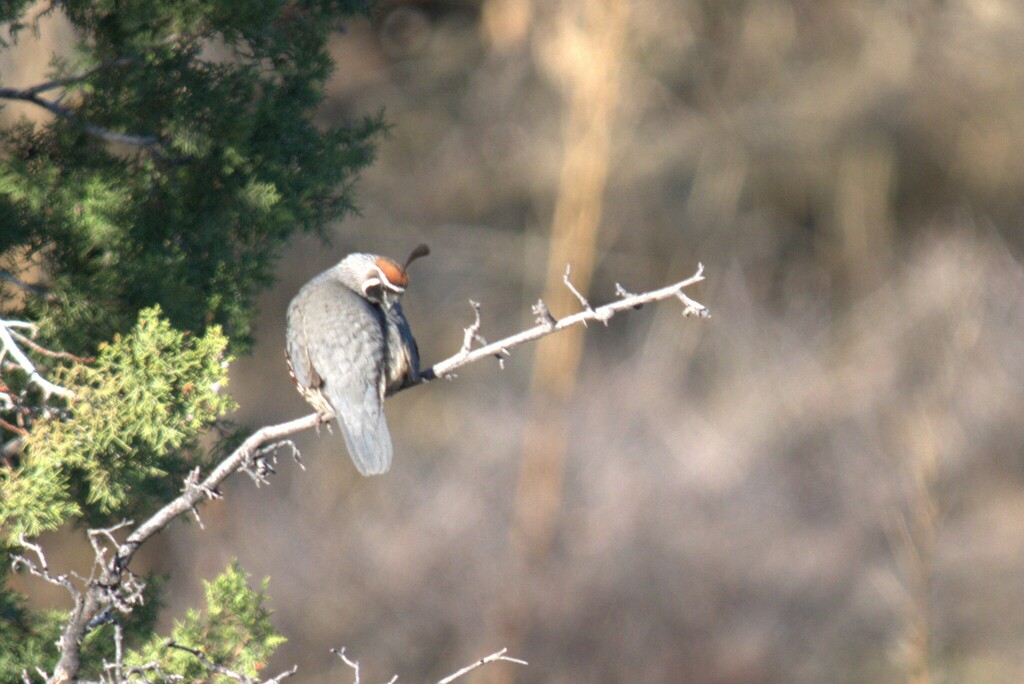 Gambel's Quail from Catalina State Park, 11570 N Oracle Rd, Tucson, AZ ...