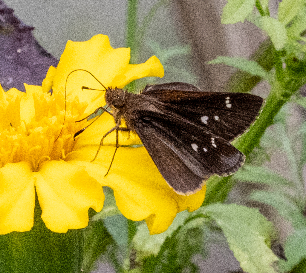 Ocola Skipper from Fort Bend County, TX, USA on December 2, 2023 at 01: ...