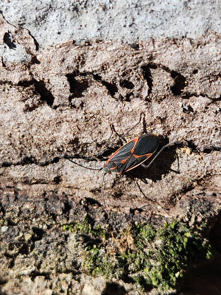 Eastern Boxelder Bug in February 2024 by jmole · iNaturalist