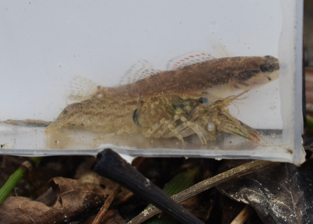 Gray-speckled Crayfish from Prentiss County, MS, USA on February 8 ...