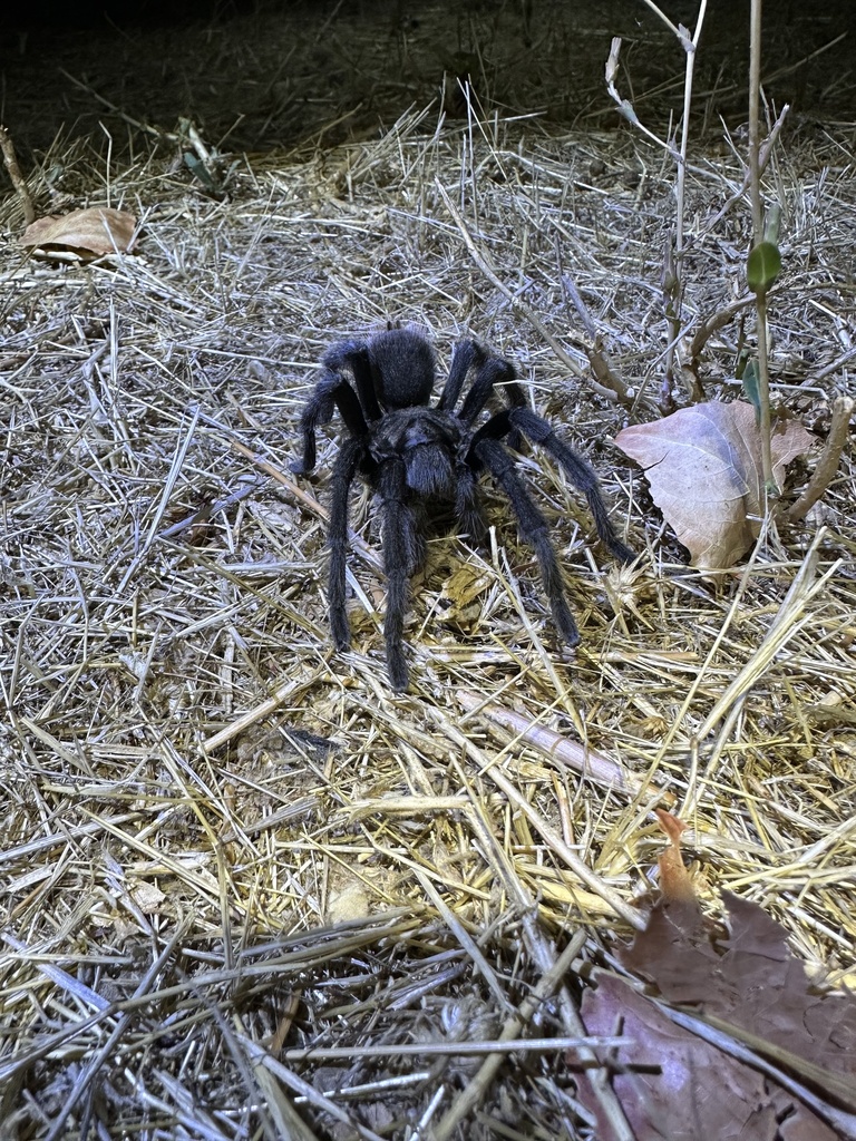 Steindachner's Ebony Tarantula from Chimineas Ranch Road, Santa ...