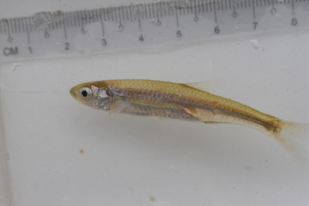 Emerald shiner from Lafayette County, MS, USA on February 8, 2024 at 02 ...