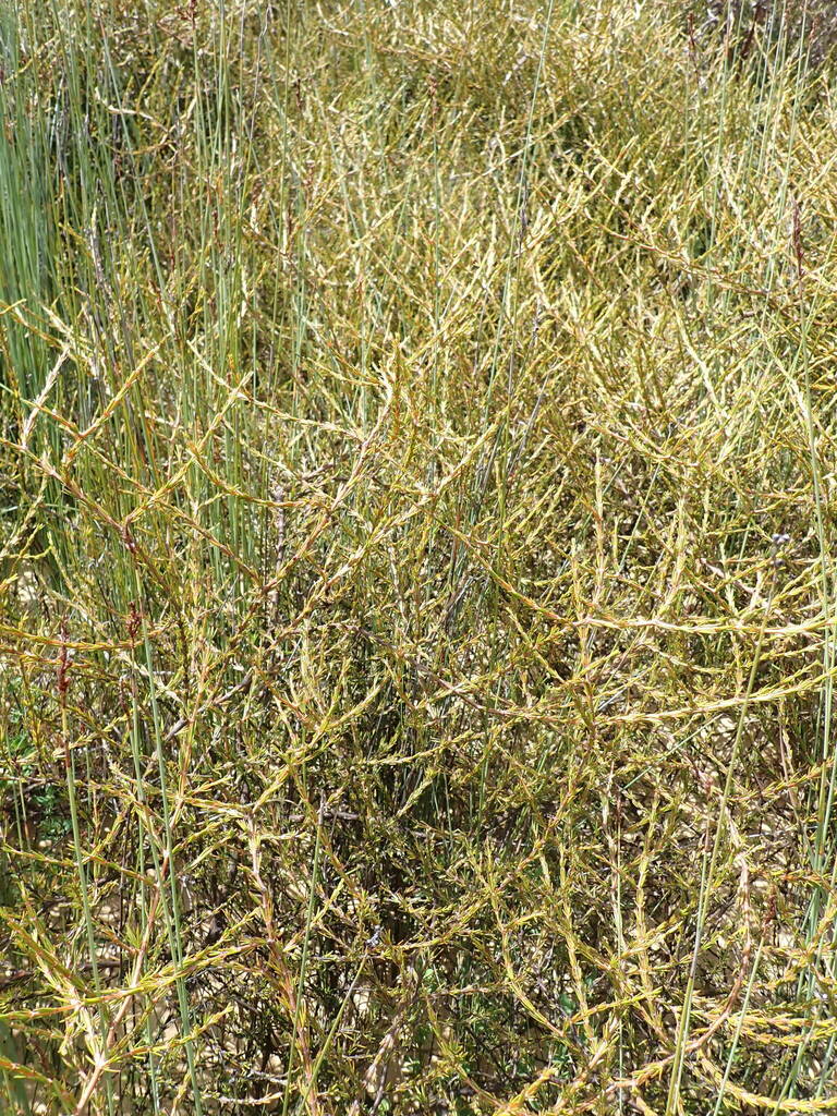 Tussock Swamp Twig Rush from Karikari Peninsula 0483, New Zealand on ...