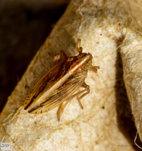 Stenocranus felti · iNaturalist