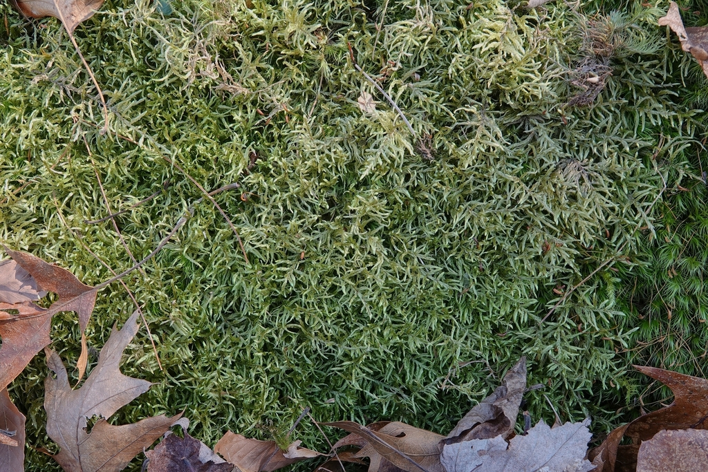 Red-stemmed Feather Moss in February 2024 by Rob Curtis · iNaturalist